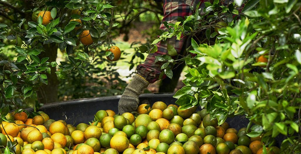 projects – Global Initiative for Food Security and Ecosystem Preservation